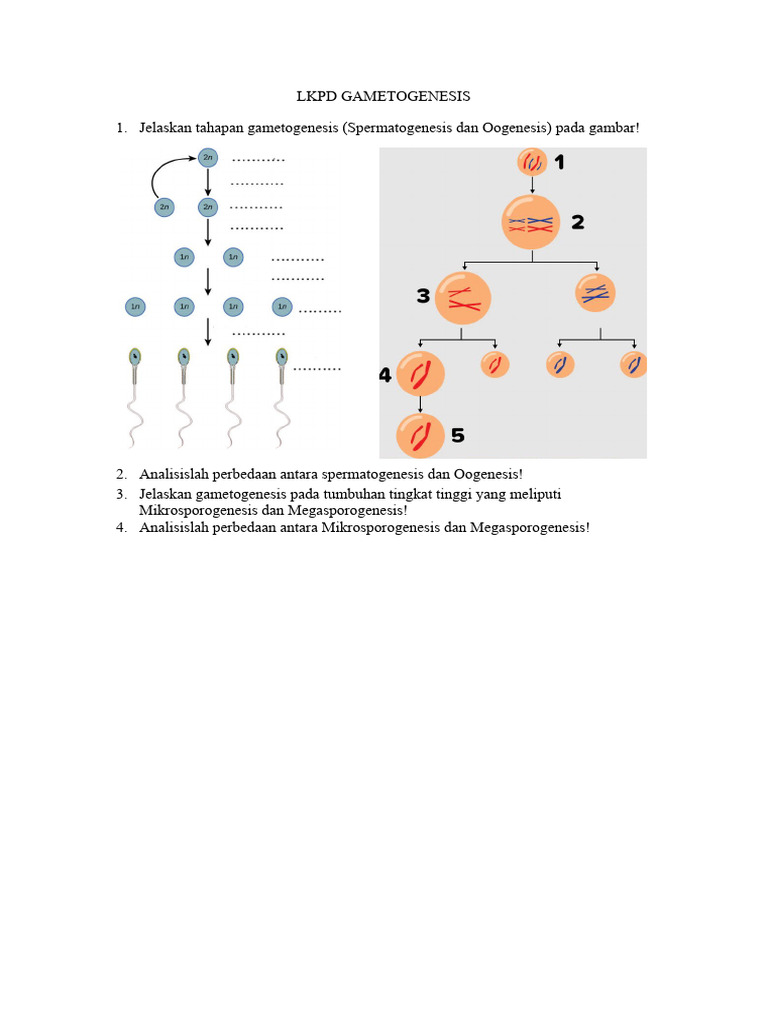 LKPD Gametogenesis | PDF