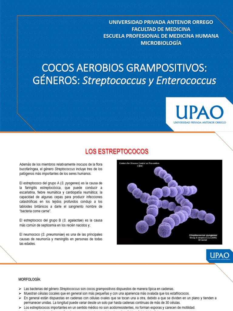 005b Streptococcus y Enterococcus | PDF | Estreptococo | Penicilina