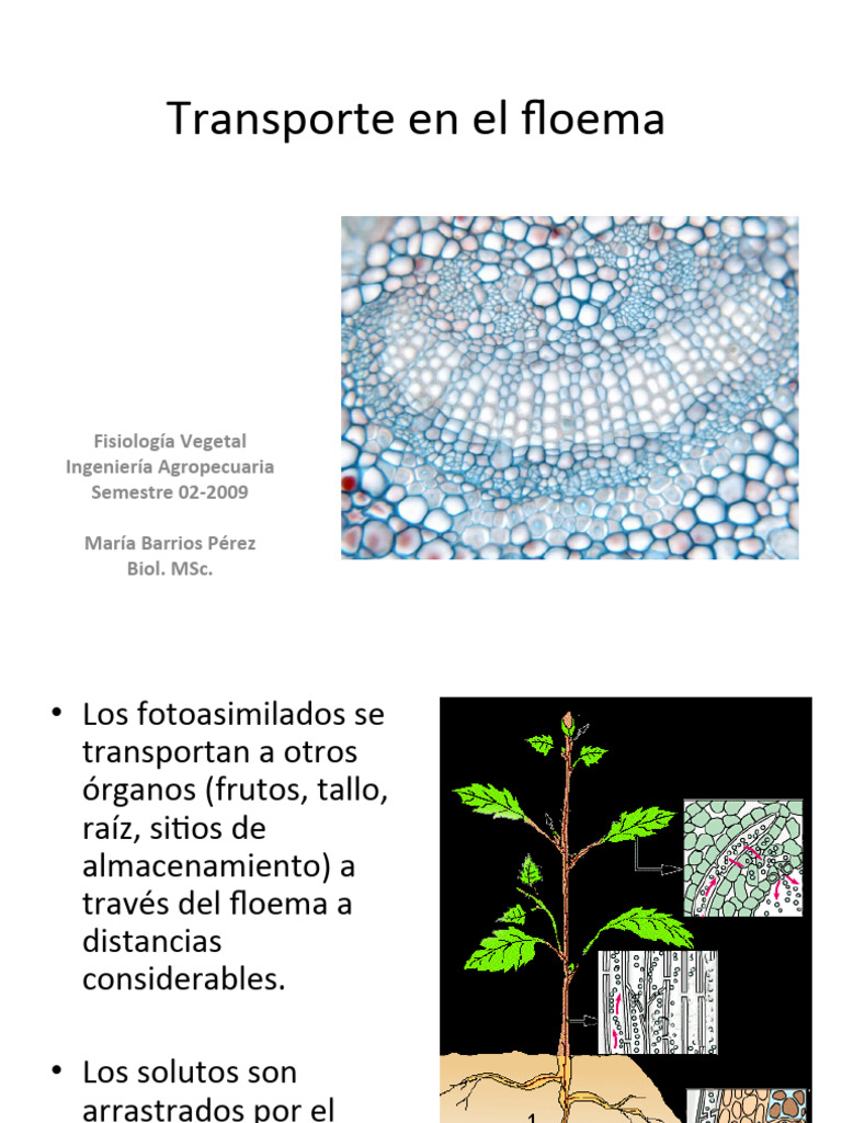 Transporte en El Floema | PDF | Bioquímica | Química