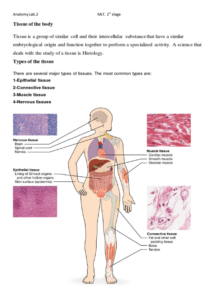 Anatomy Lab.2 | PDF | Epithelium | Tissue (Biology)