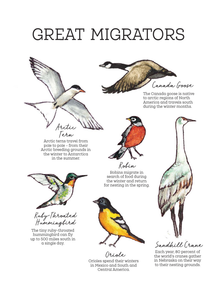 Bird Migration Freebie Final 1 | PDF | Bird Migration | Goose