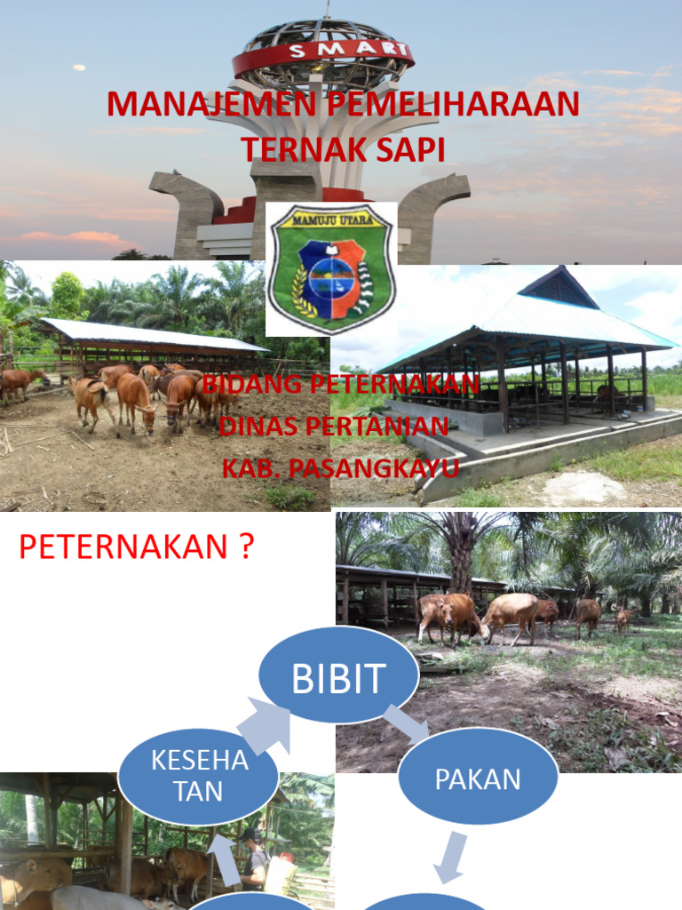Manajemen Pemeliharaan Ternak Sapi | PDF