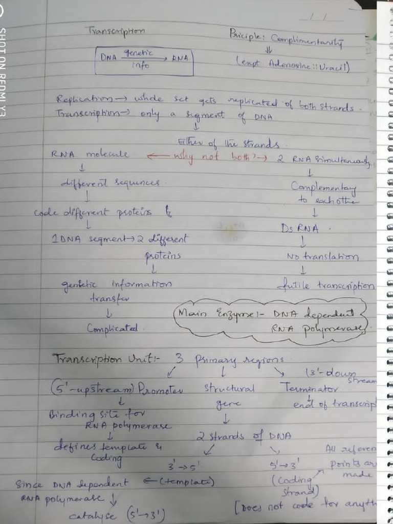MOLECULAR BASIS OF INHERITANCE NOTES 3 | PDF