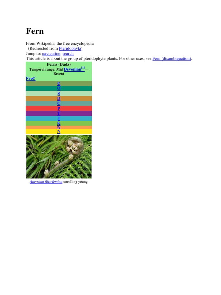 Fern | PDF | Fern | Botany