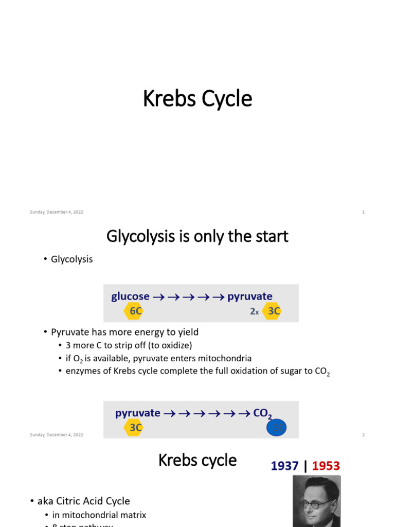 Krebs Cycle | PDF | Citric Acid Cycle | Chemistry