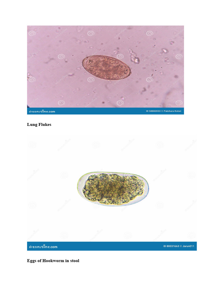 MIcroscopic Images of Stool Parasites | PDF