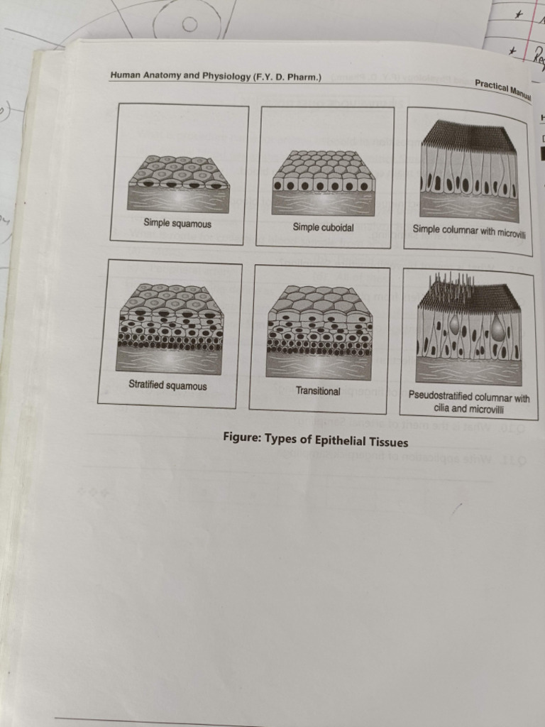 Document-WPS Office-1 | PDF