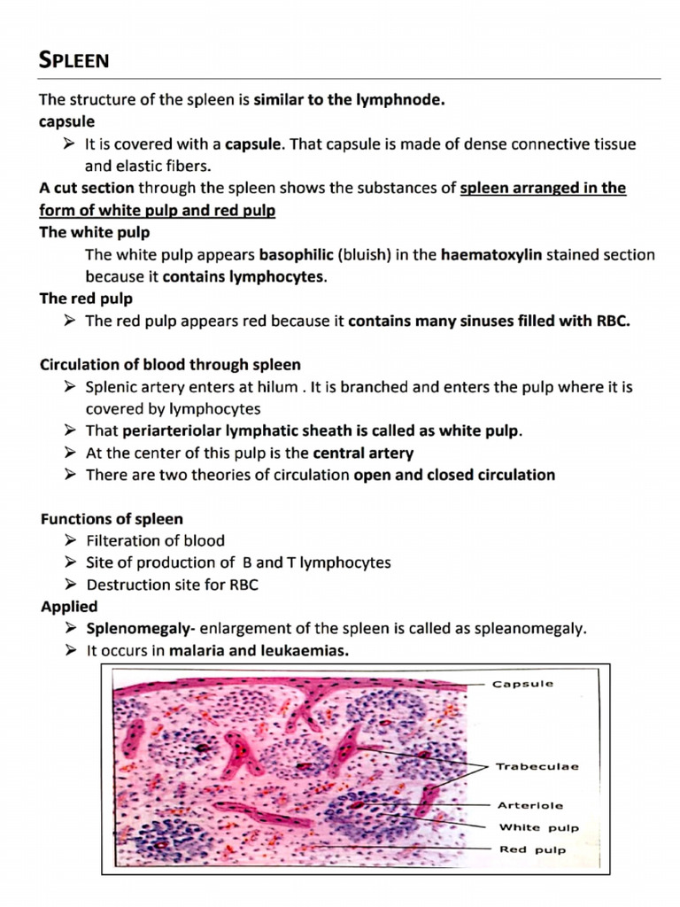 Histology Notes With Slides | PDF