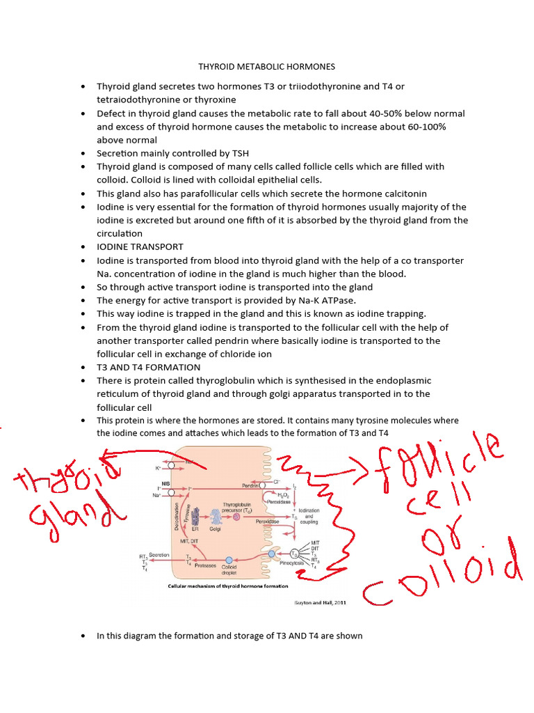 Thyroid Metabolic Hormones | PDF | Thyroid | Thyroid Stimulating Hormone