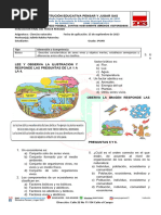 Examen de Ciencia 4to Grado | PDF | Sistema digestivo humano | Neurociencia
