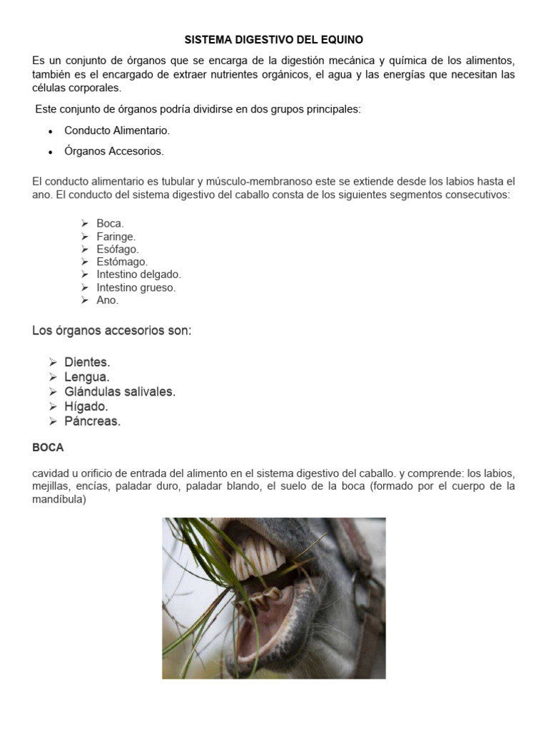 Sistema Digestivo Del Equino | PDF | Sistema digestivo humano | Tracto ...