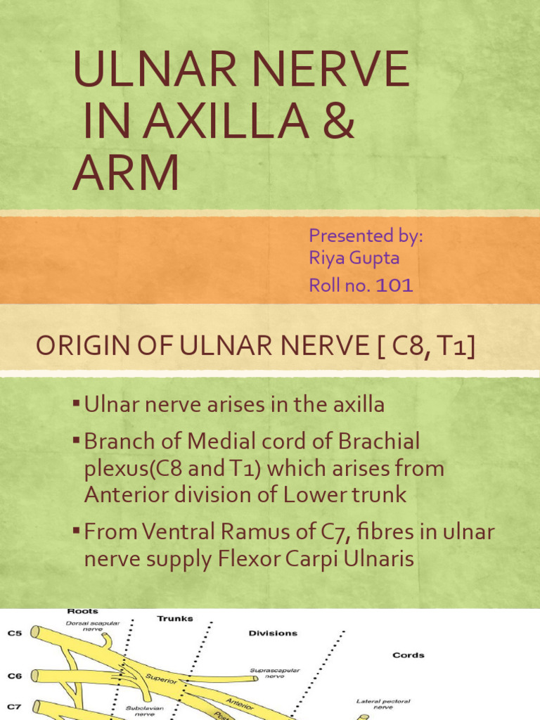 Ulnar Nerve | PDF | Arm | Elbow