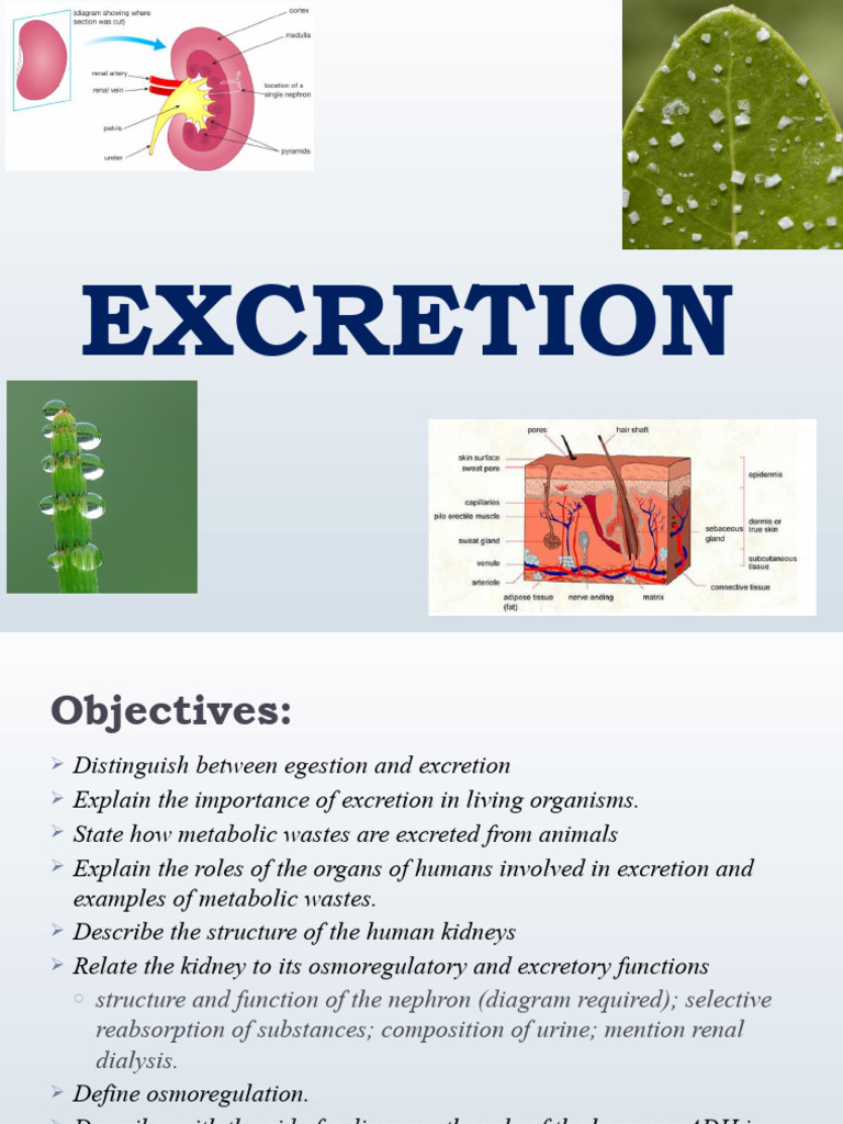 Excretion and Osmoregulation Guide | PDF | Science & Mathematics