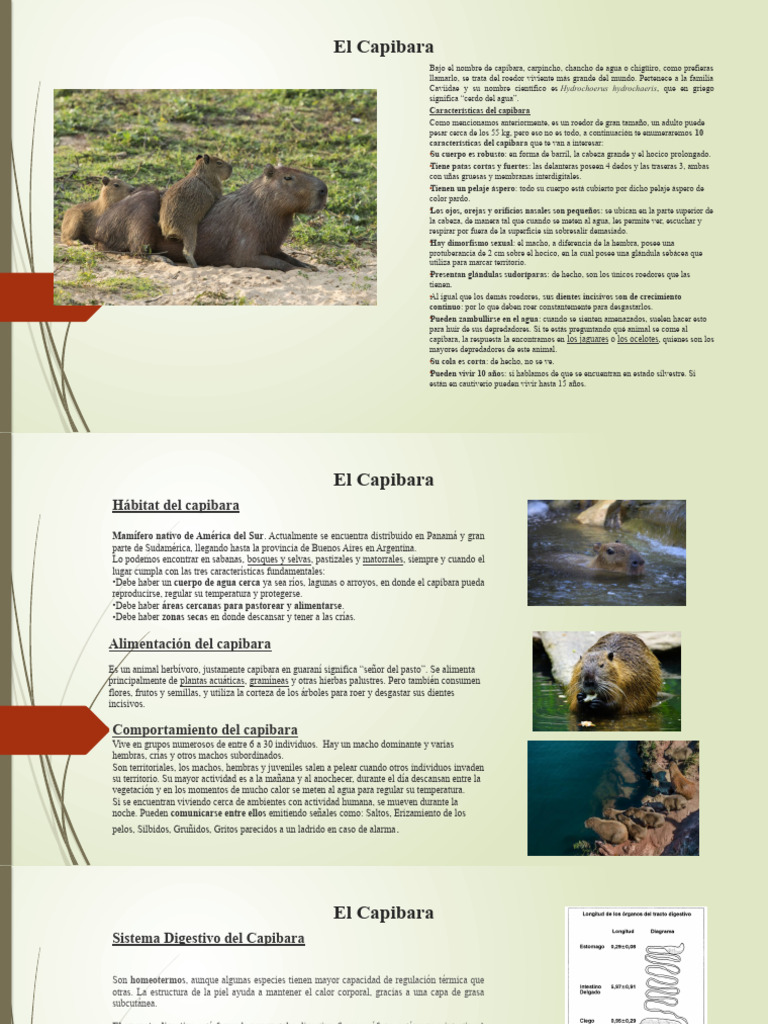 Características y Hábitat del Capibara | PDF | Pulmón | Sistema ...