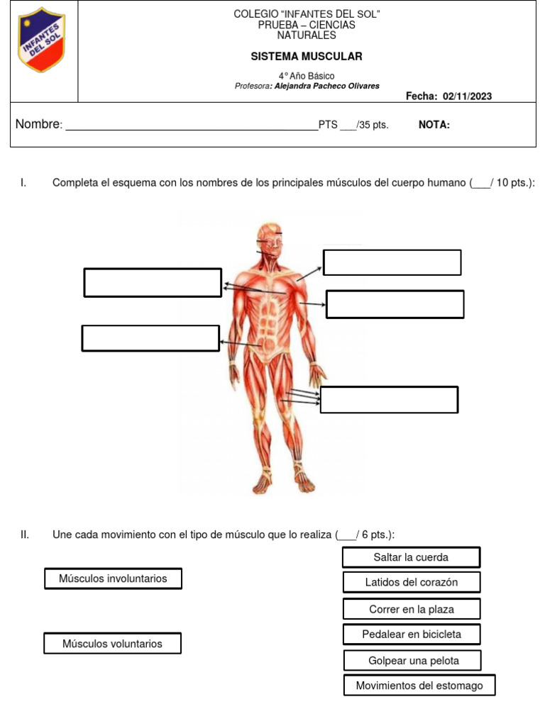 Prueba de sistema muscular n4° basico | PDF | Músculo esquelético ...