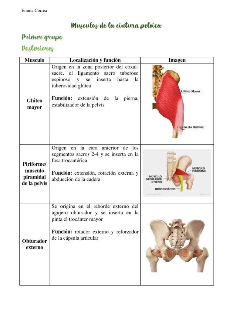 Musculos de la cintura pélvica | PDF | Pelvis | Tejido suave