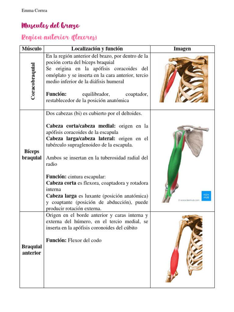 Músculos del Brazo: Origen e Inserción | PDF | Codo | Extremidades ...