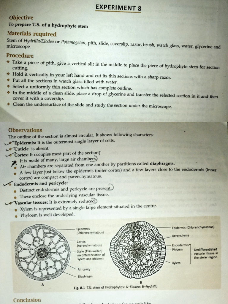 1 Hydrophyte | PDF | Plant Stem | Tissue (Biology)