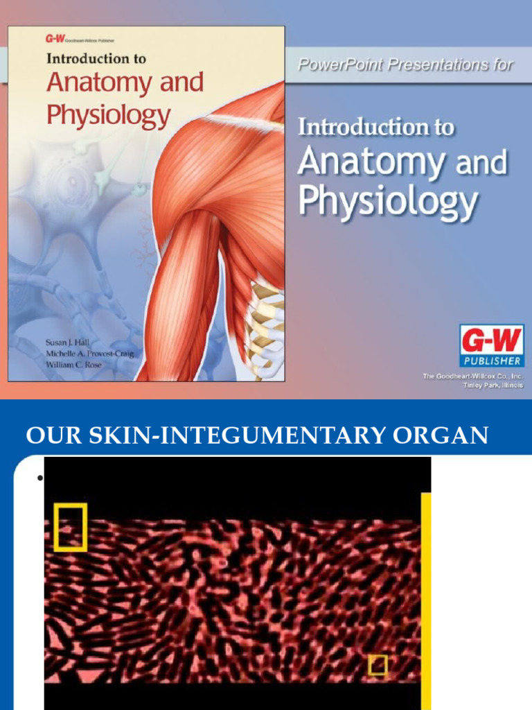 Unit 3 Integumentary Revised 2023 | PDF | Epidermis | Integumentary System