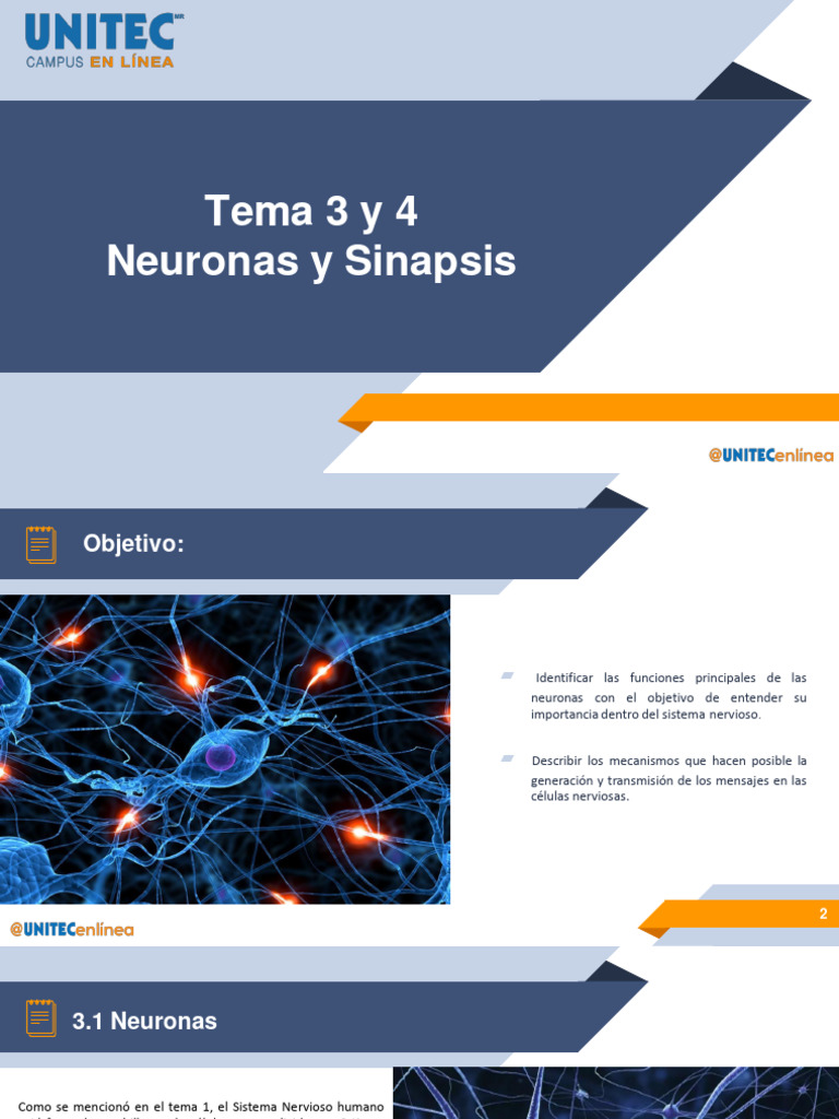 Tema 3. Neuronas y Sinapsis | PDF | Sinapsis | Neurona