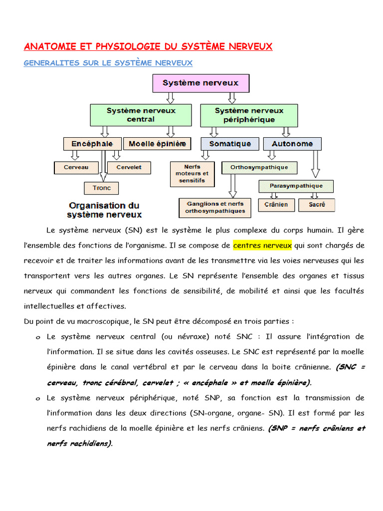 Anatomie et physiologie du système nerveux | PDF | Système nerveux ...