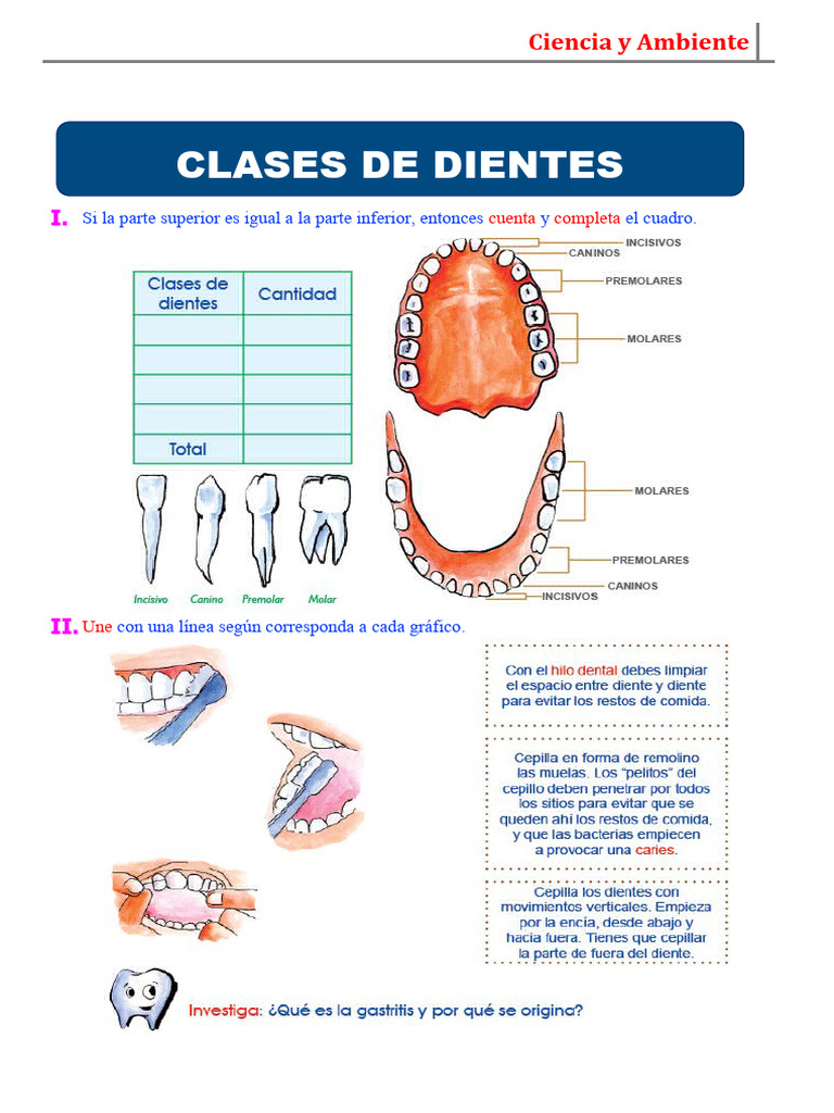 Partes del diente y su cuidado | PDF