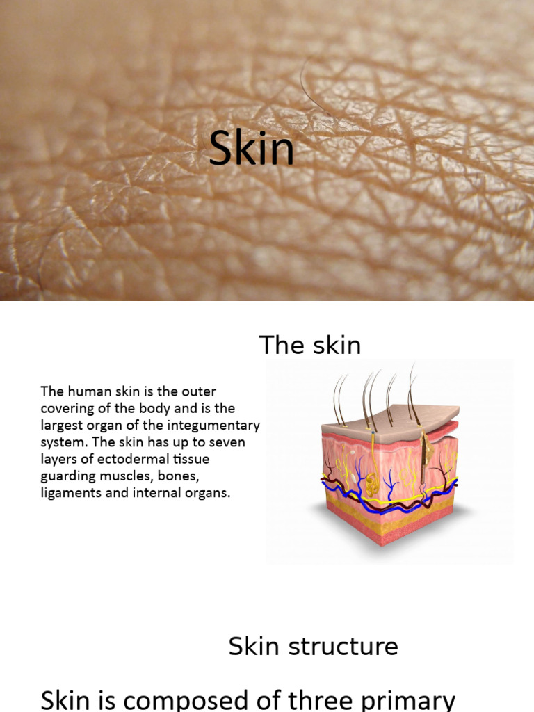 The skin | PDF