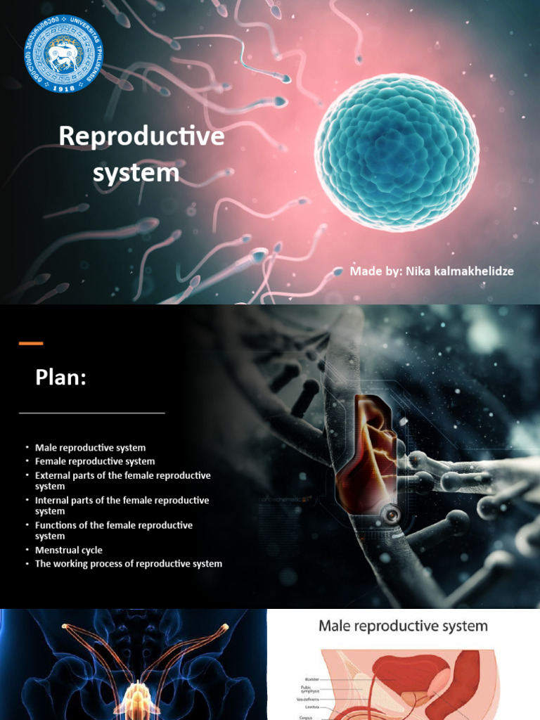 Reproductive System | PDF