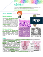 Glándulas Sudoríparas Ecrinas y Apocrinas | PDF | Termorregulación ...
