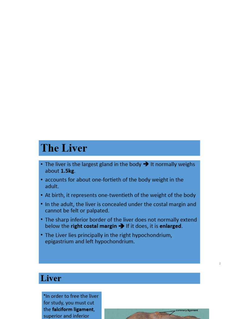 Hepatobiliary System and Pancreas | PDF | Liver | Pancreas