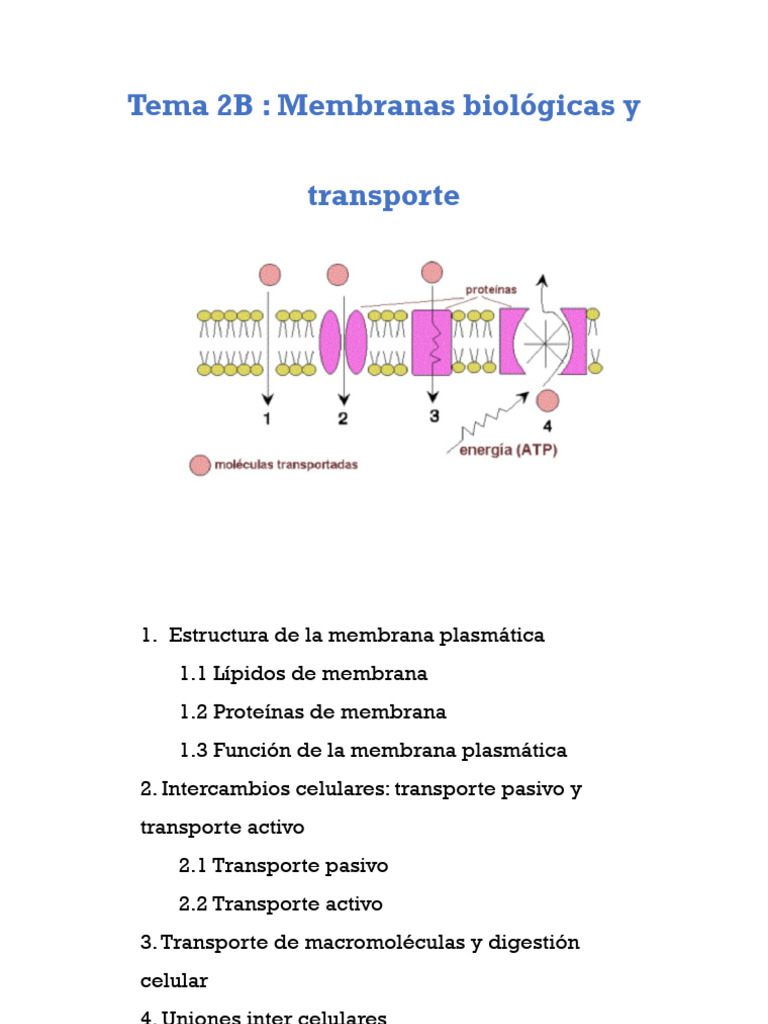 2 Tema 2B | PDF | Bicapa lipídica | Membrana celular