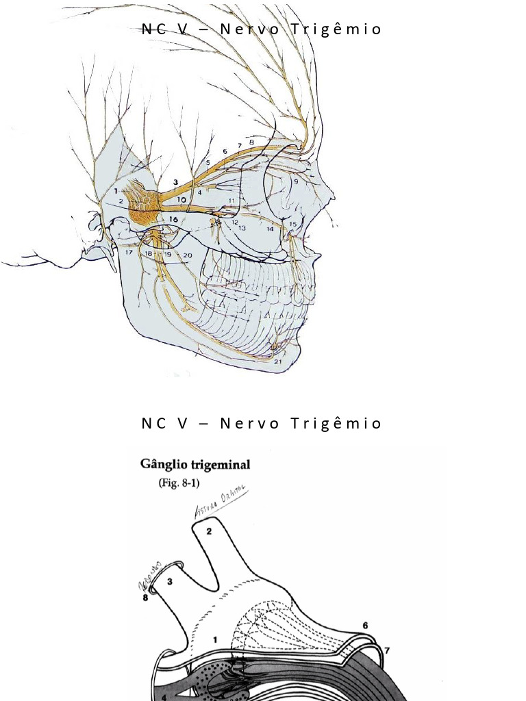 Nervo Trigemeo | PDF | Anatomia humana | Cabeça e pescoço humano