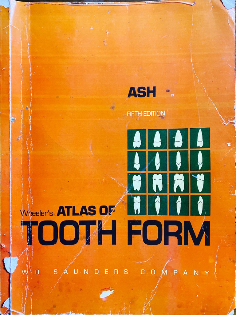 Wheeler's Atlas of Tooth Form FiFth 5 Genarition | PDF