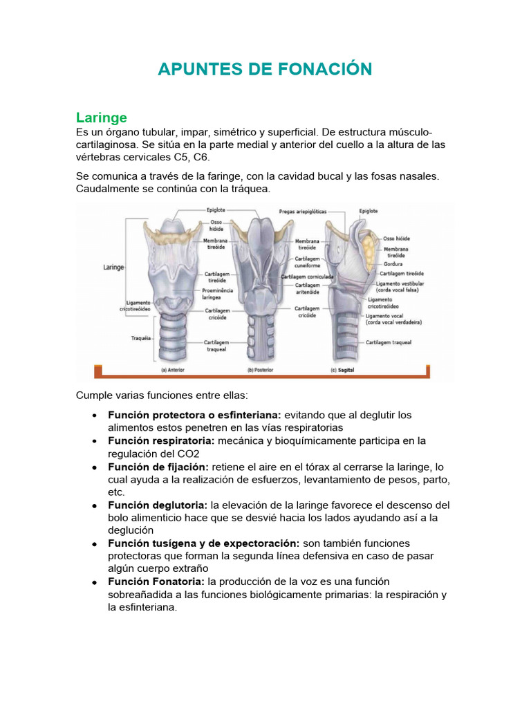 APUNTES DE FONACIÓN | PDF | Laringe | Anatomía humana