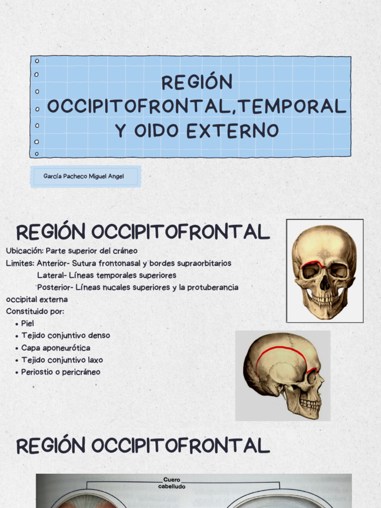 Anatomía de la Región Occipitofrontal | PDF | Oído | Sistema esquelético