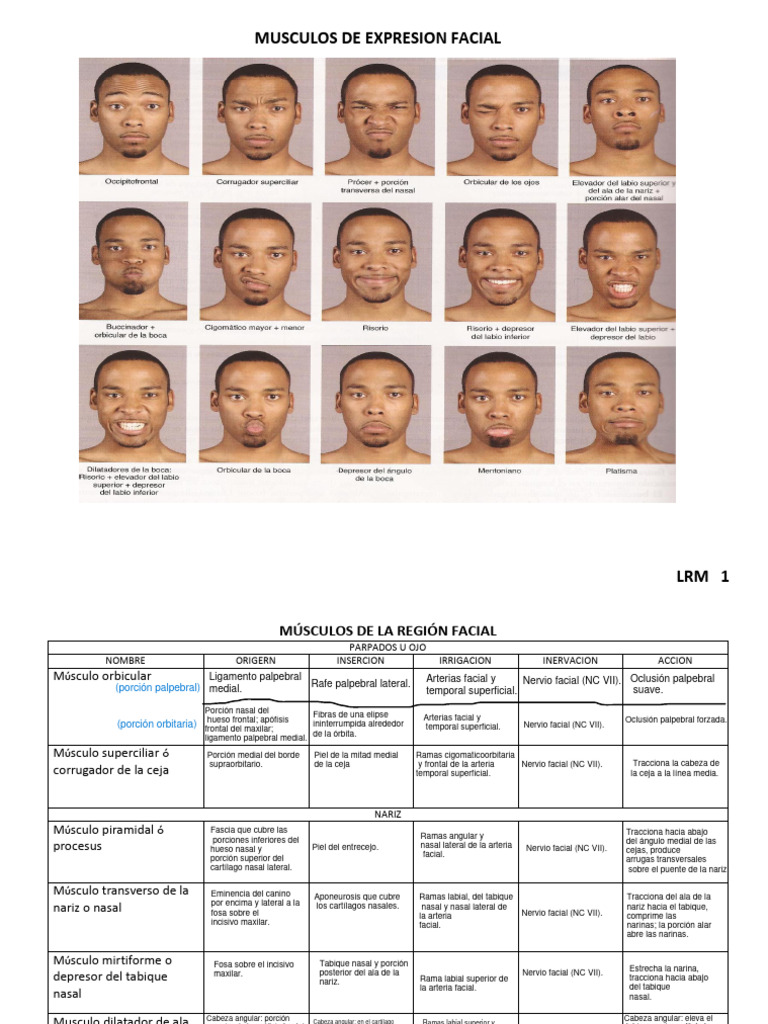 8 Musculos de Expresion Facial | PDF | Nariz humana | Rasgos faciales