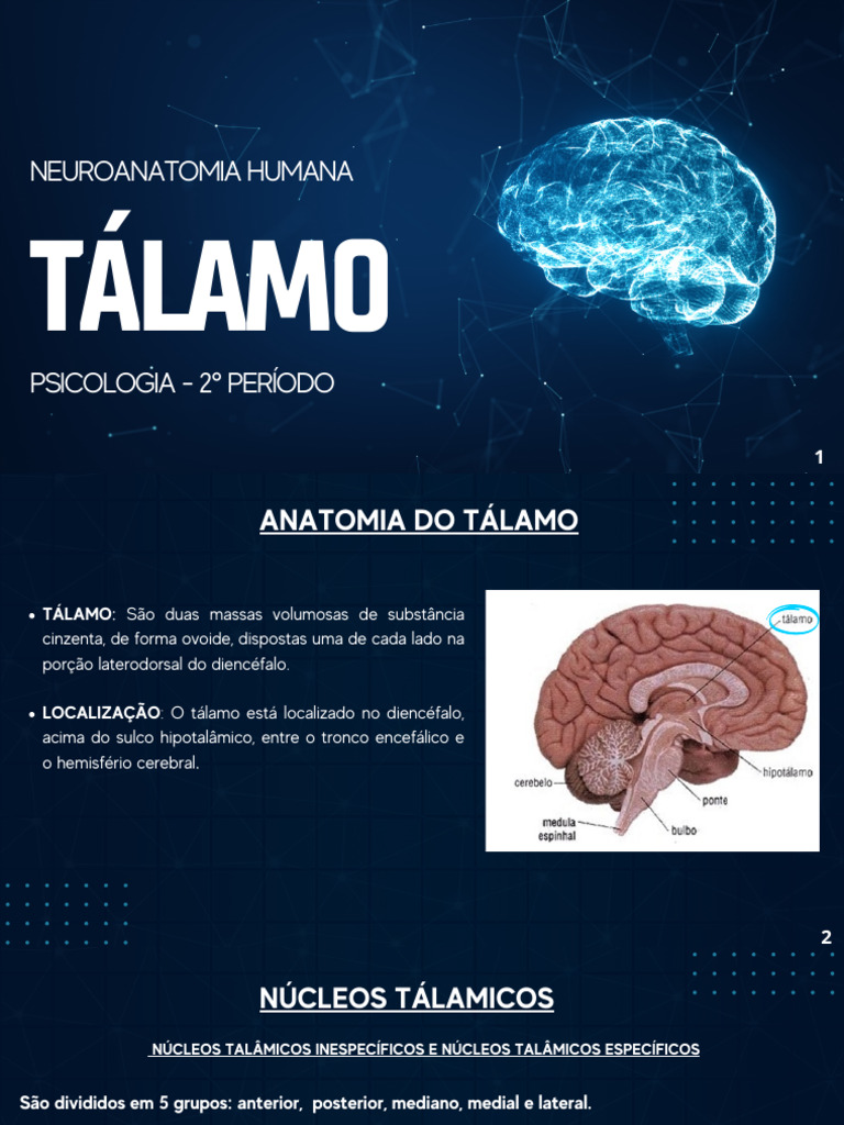 Tálamo: Anatomia e Funções Essenciais | PDF | Bem-estar