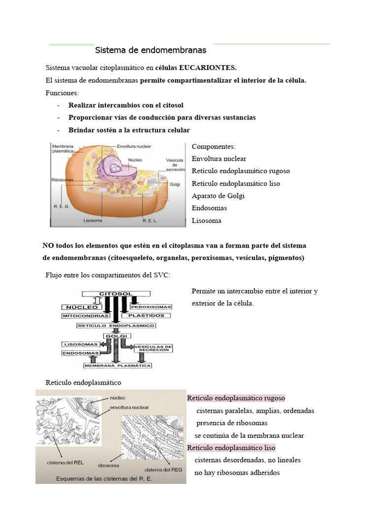 Sistema de Endomembranas CBC | PDF | Citoplasma | Retículo endoplásmico