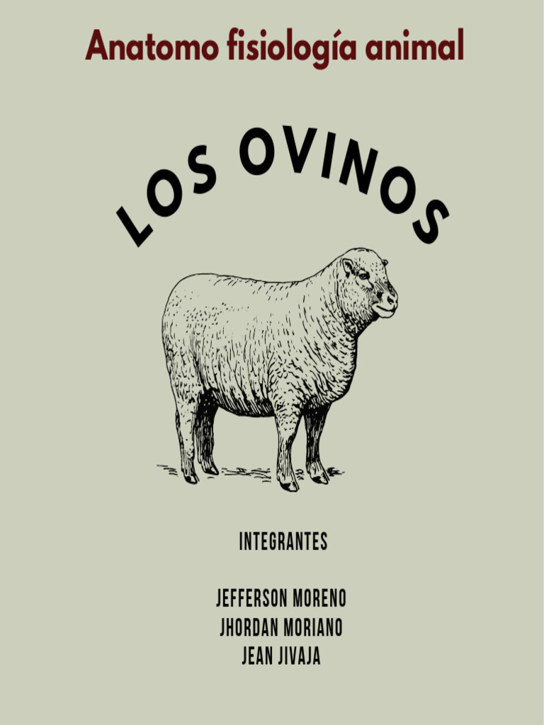 Ovinos | PDF | Ciencia y matemáticas