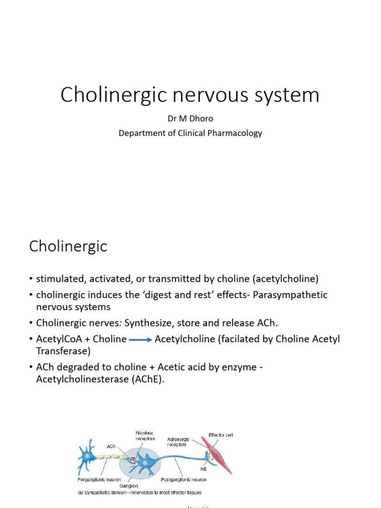 Cholinergic Nervous System BPharm II Sept 2019-2 | PDF | Acetylcholine ...