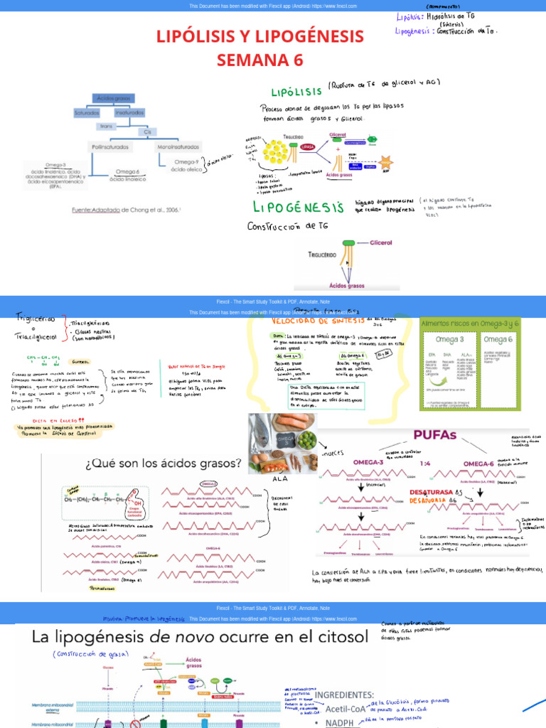 SEMANA 6 Lipólisis y Lipogenesis | PDF | Alphabet Inc. | Arm Architecture