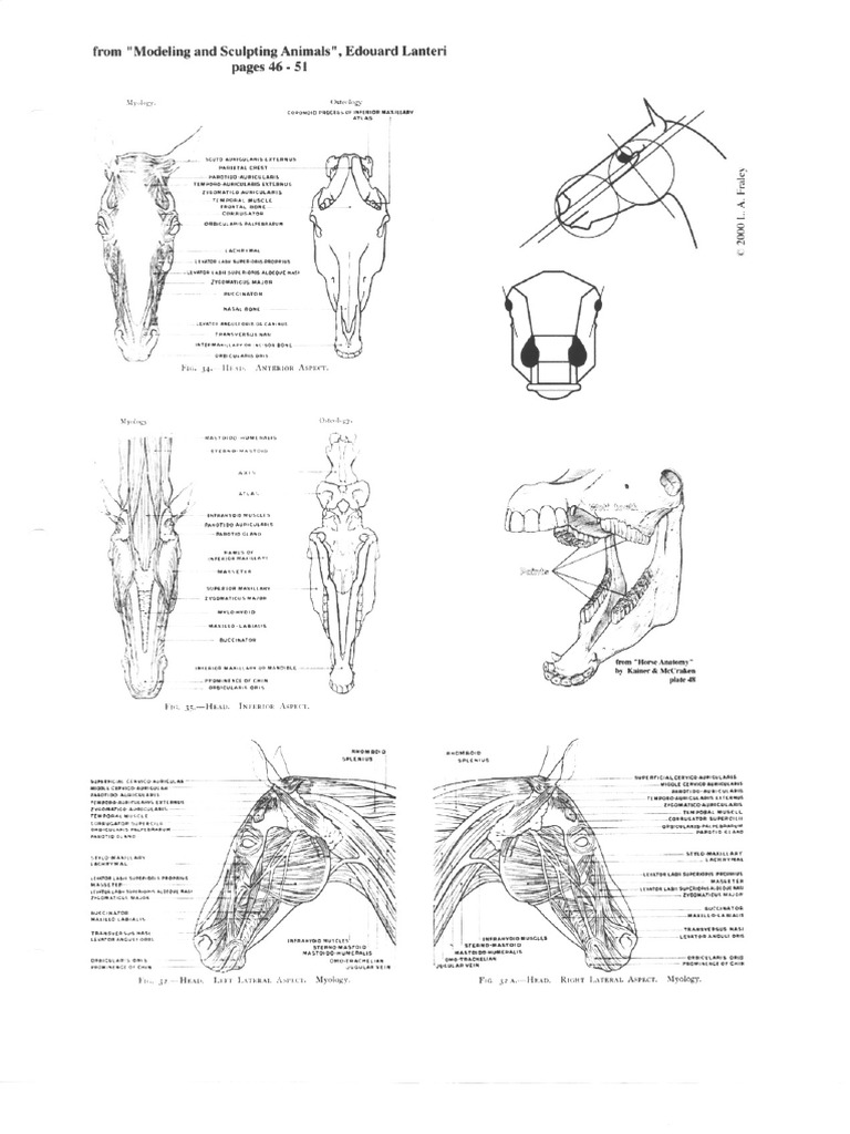 Horse Sculpting | PDF