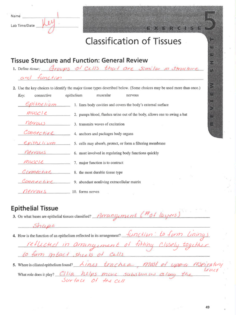 Classification of Tissues | PDF