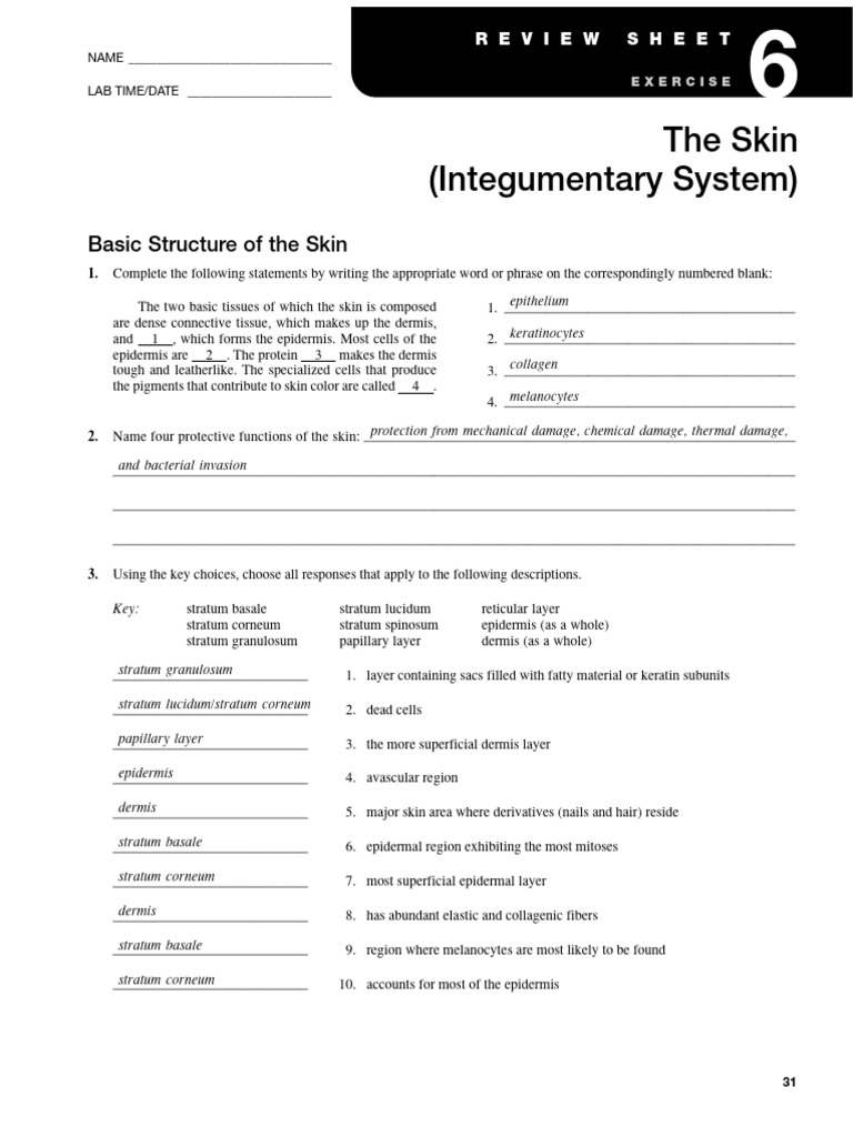 The Skin (Integumentary System) | PDF | Skin | Epidermis