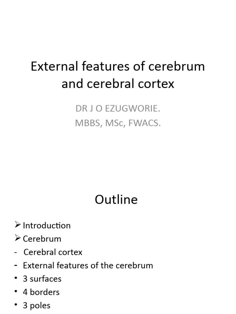 External Features of Cerebrum and Cerebral Cortex 2023 | PDF | Cerebral ...