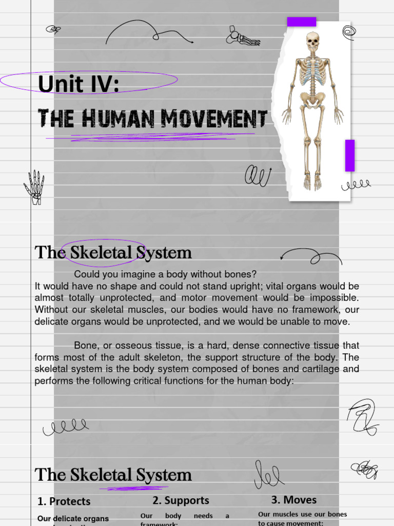 Unit 4 | PDF | Anatomical Terms Of Motion | Skeleton