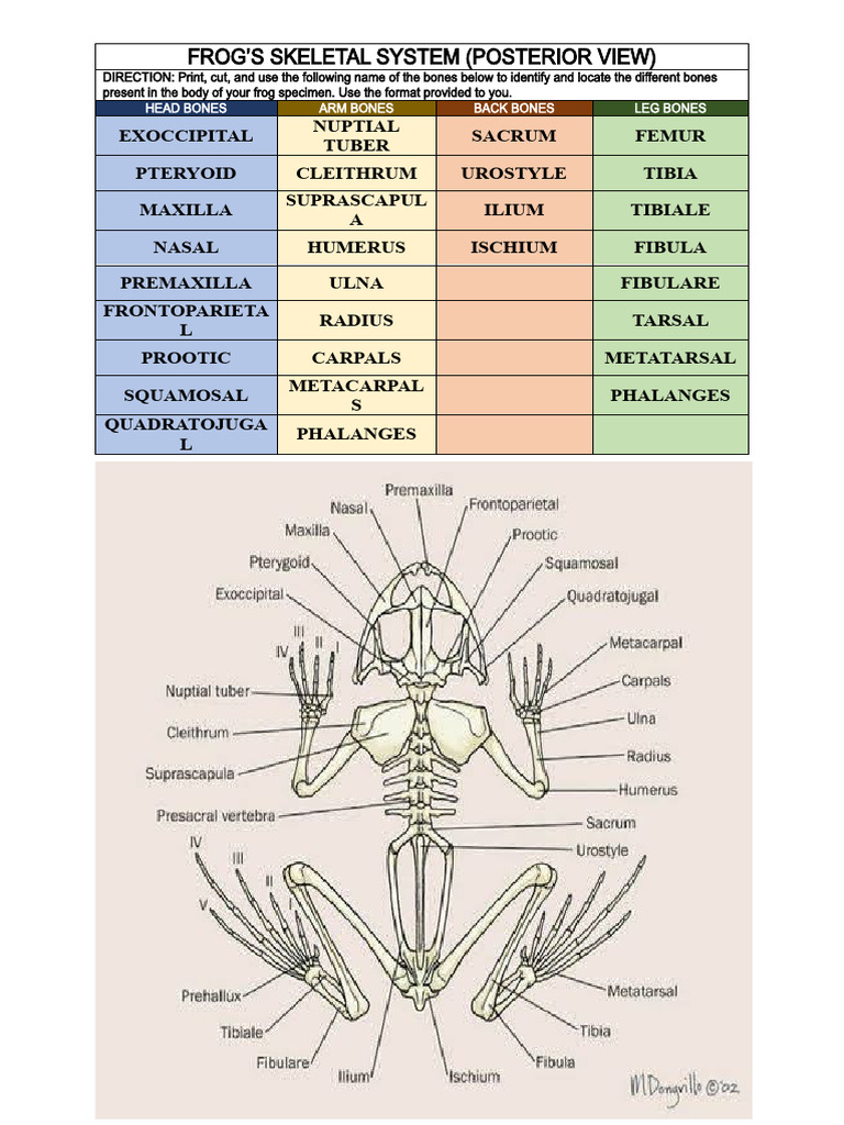 Frogs Skeletal System | PDF