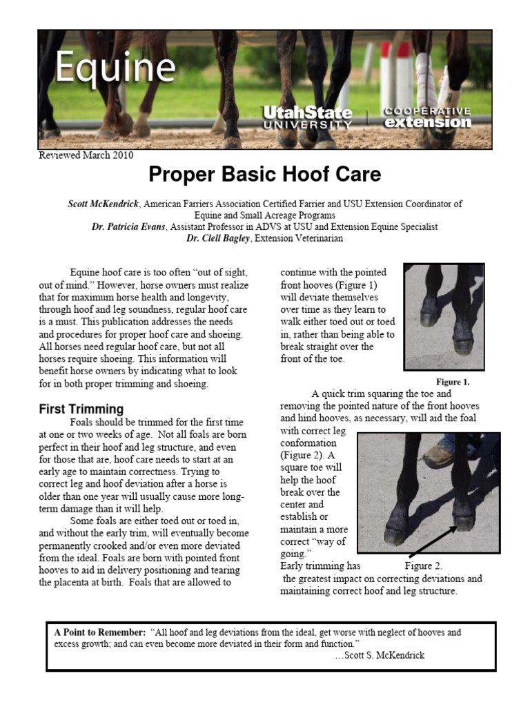 Proper Basic Hoof Care | PDF | Horses | Equus (Genus)