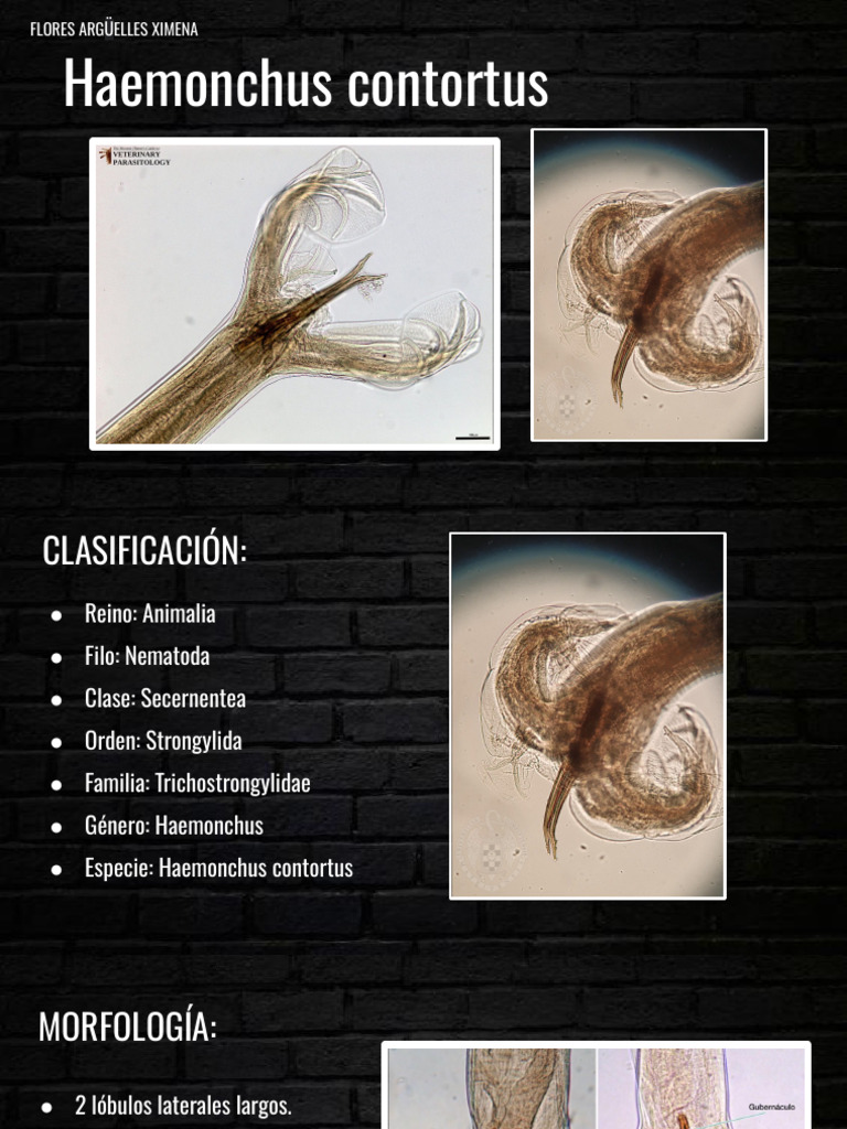 Haemonchus Contortus | PDF | Hogar, jardinería y bricolaje | Ciencia y ...