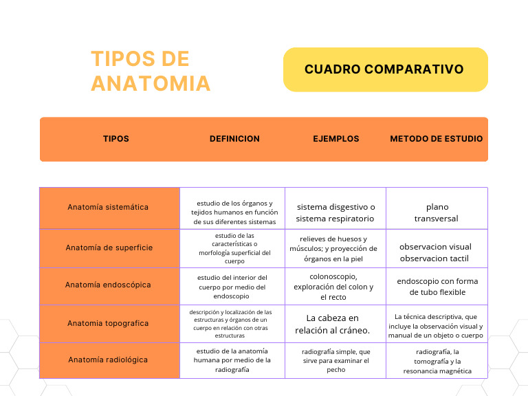 Cuadro Comparativo Anatomia | PDF